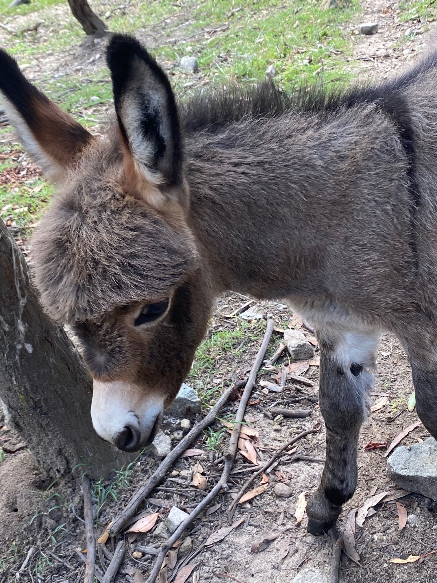 Rocking Donkey Stud | Foals at Rocking Donkey Stud Exeter NSW