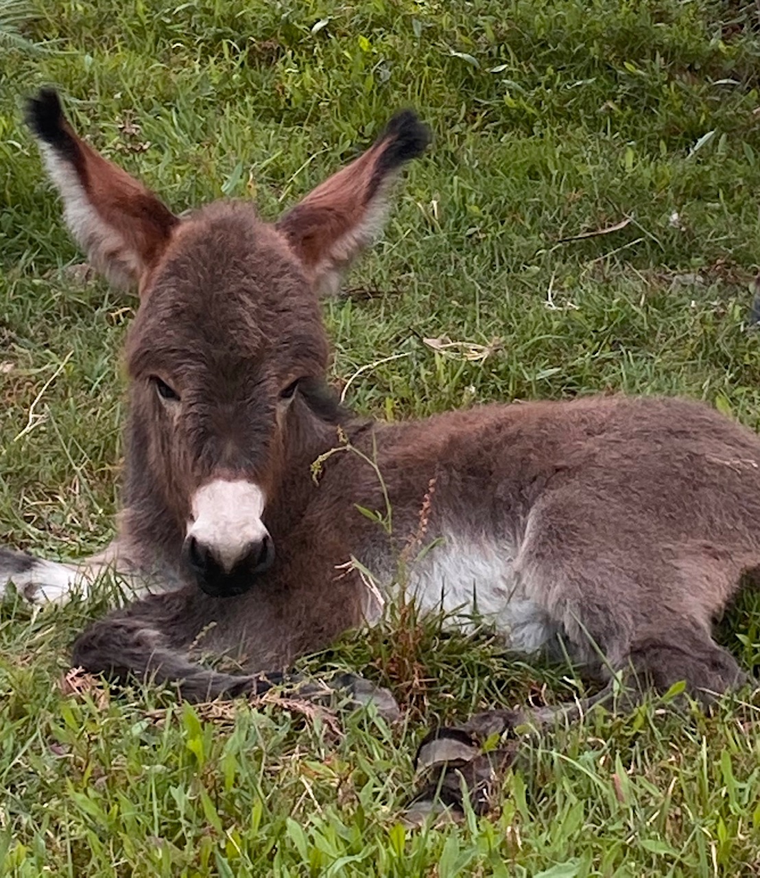 Rocking Donkey Stud | Foals at Rocking Donkey Stud Exeter NSW