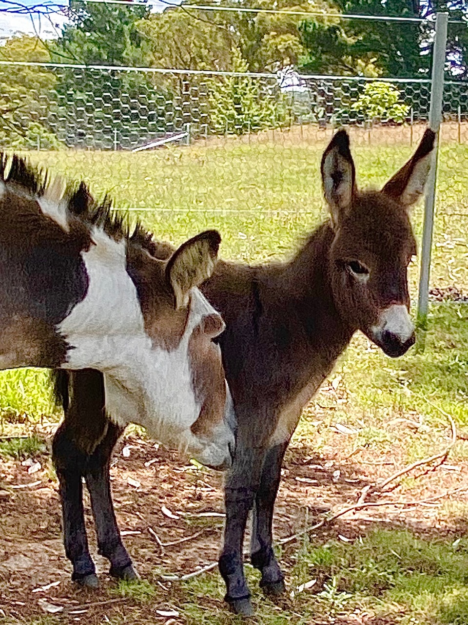 Rocking Donkey Stud | Foals at Rocking Donkey Stud Exeter NSW