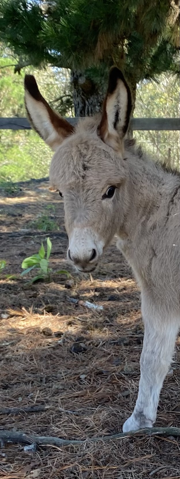 Rocking Donkey Stud | Foals at Rocking Donkey Stud Exeter NSW