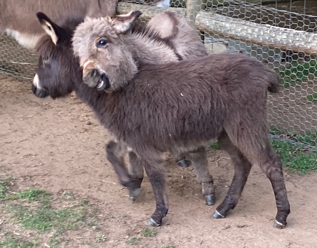 Rocking Donkey Stud | Foals at Rocking Donkey Stud Exeter NSW