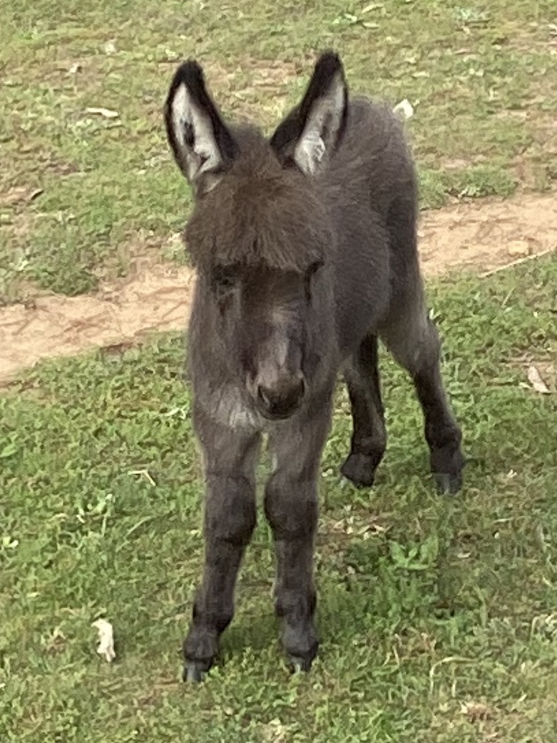 Rocking Donkey Stud | Foals at Rocking Donkey Stud Exeter NSW