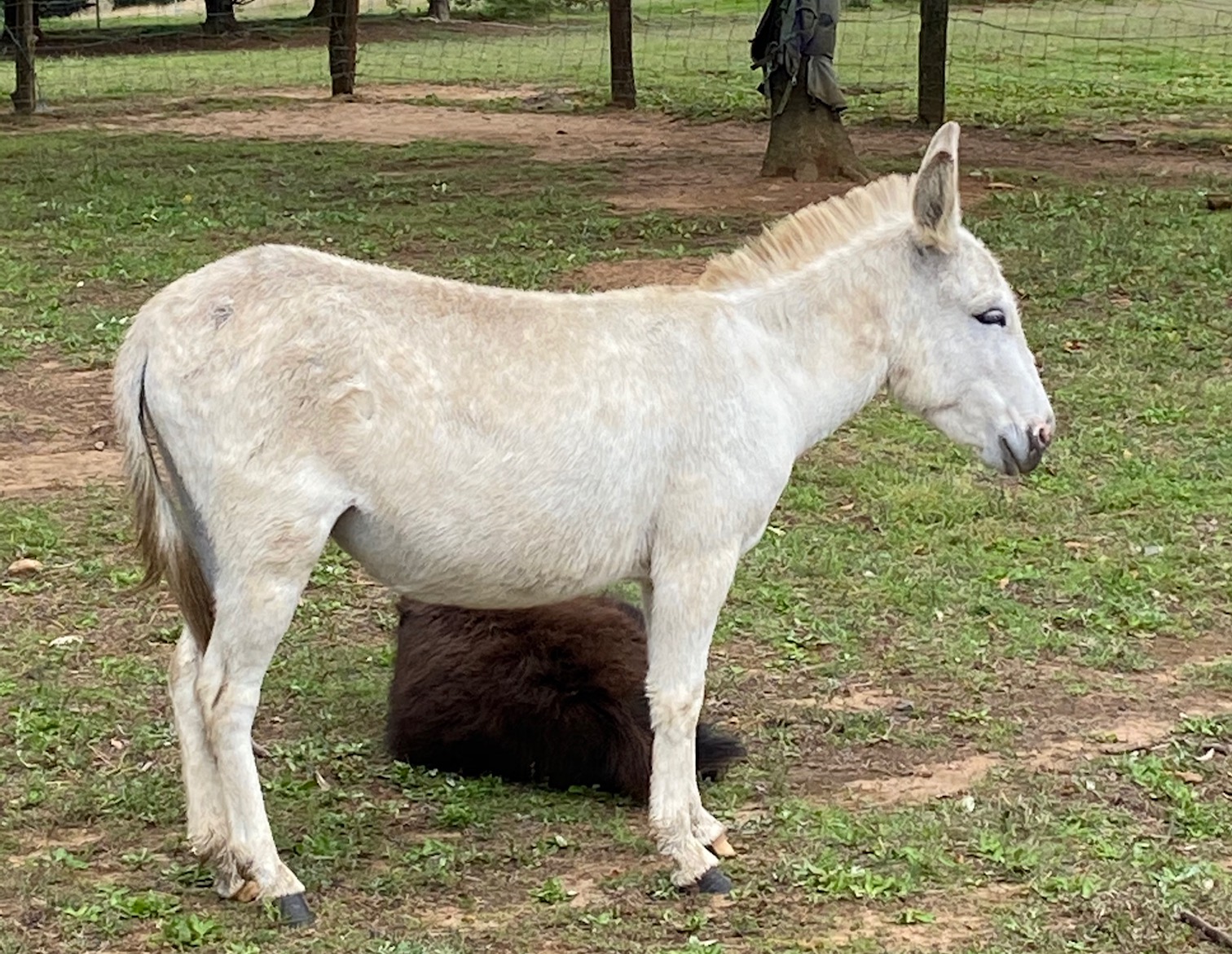 Rocking Donkey Stud | Donkeys for Sale at Rocking Donkey Stud Southern ...