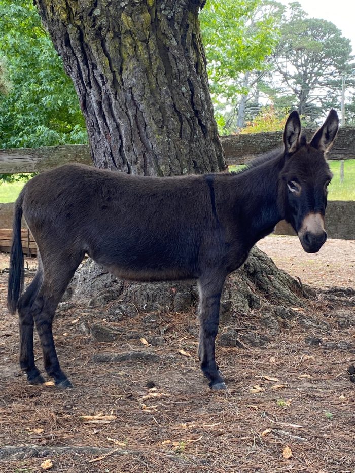 Rocking Donkey Stud | Jennies of Rocking Donkey Stud Exeter NSW
