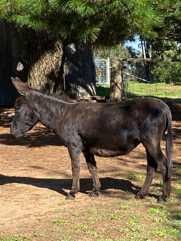 Rocking Donkey Stud | Donkeys for Sale at Rocking Donkey Stud Southern ...